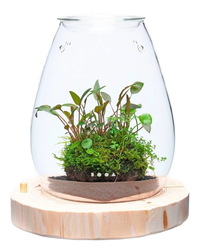 DOOA Glass Pot SHIZUKU - insane habitats